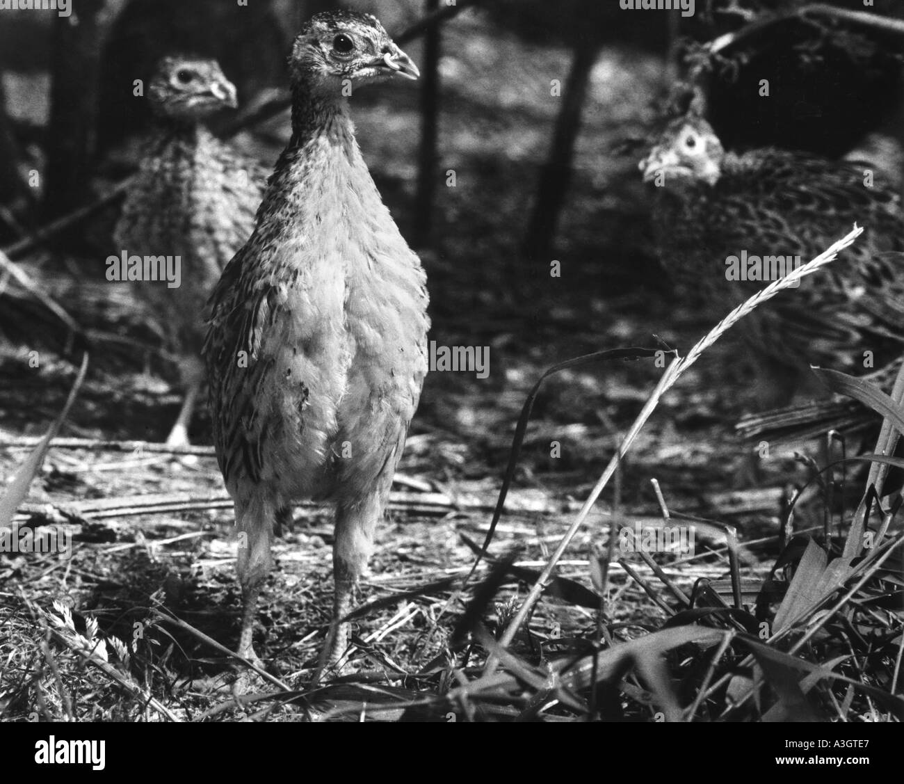 élevage de faisans Banque d'images noir et blanc - Alamy