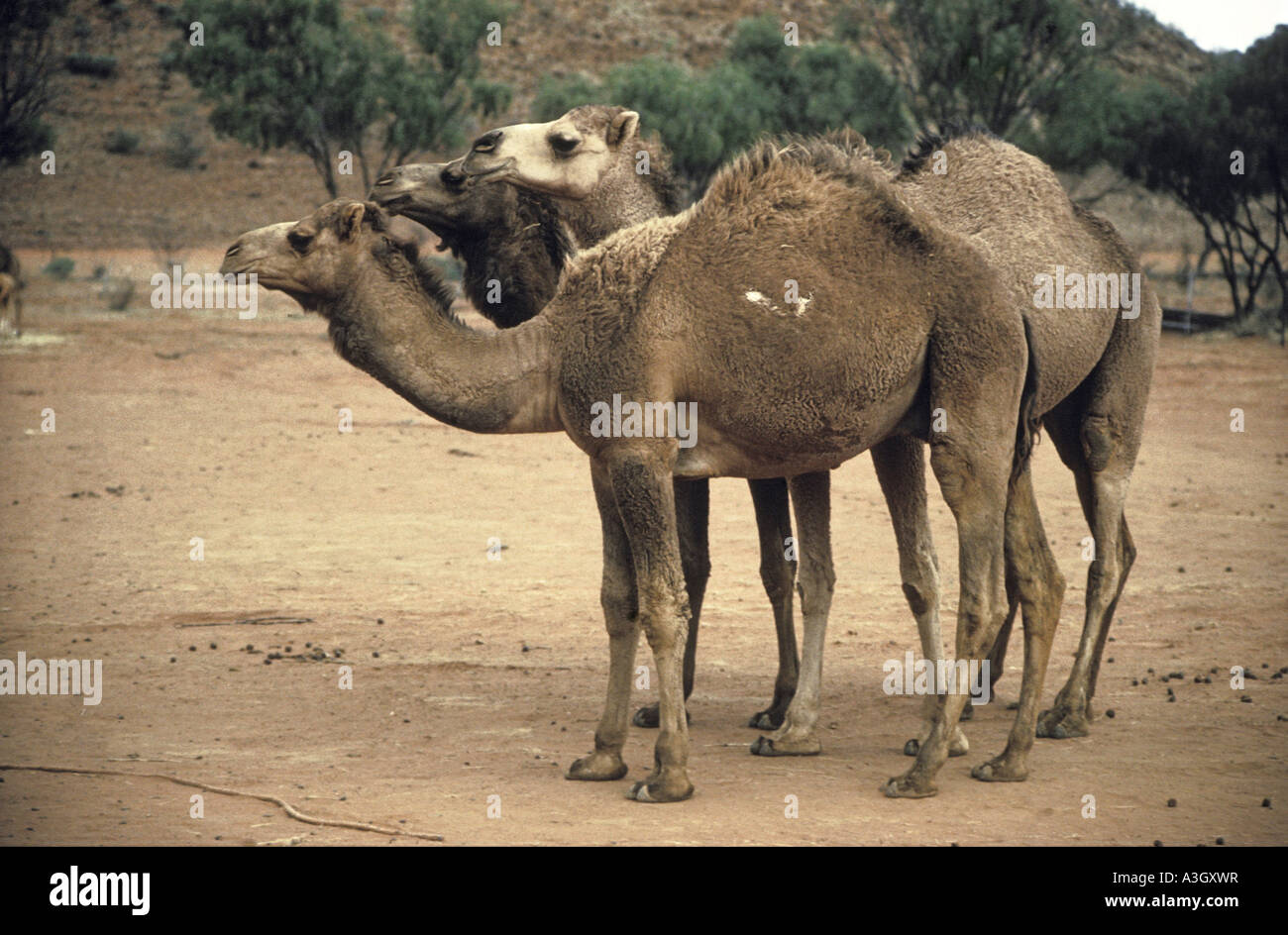 Australian camels Banque de photographies et d’images à haute résolution - Alamy
