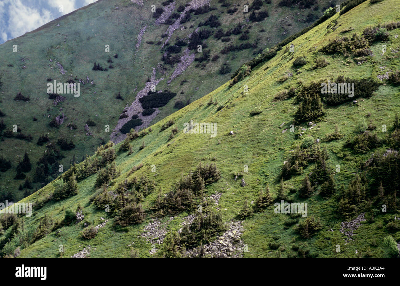 Velka chochula Banque de photographies et d’images à haute résolution ...
