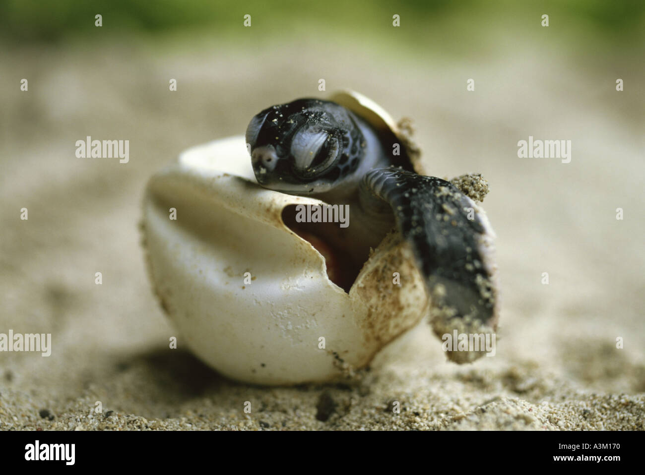 Baby emerges Banque de photographies et d’images à haute résolution - Alamy