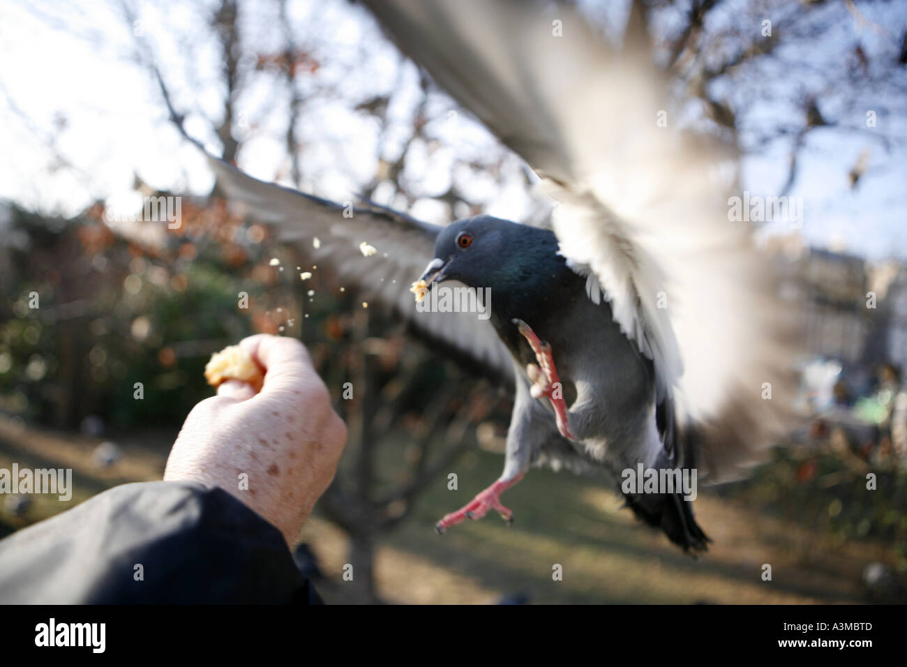 Pigeon eating from man Banque de photographies et d’images à haute ...