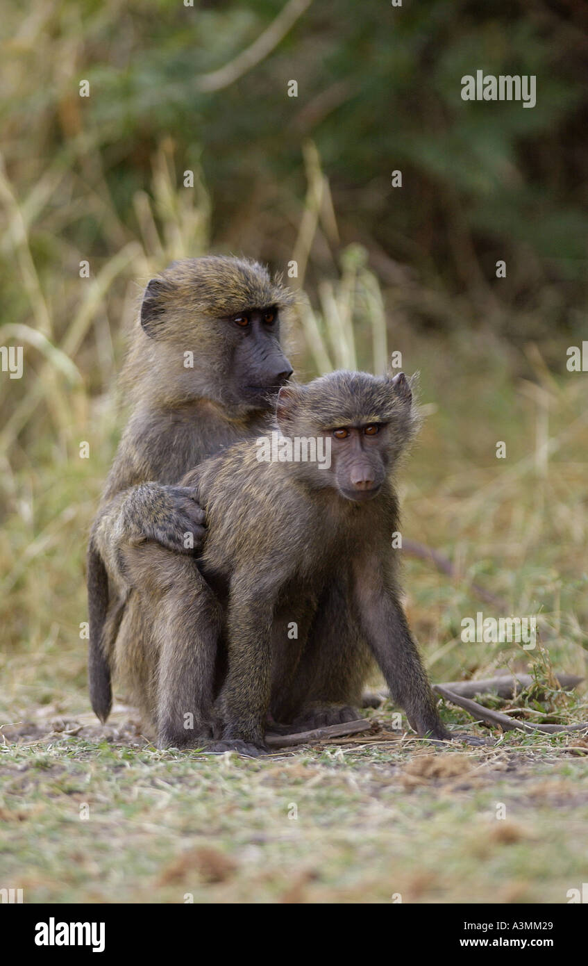 L'accouplement des singes Banque de photographies et d’images à haute ...