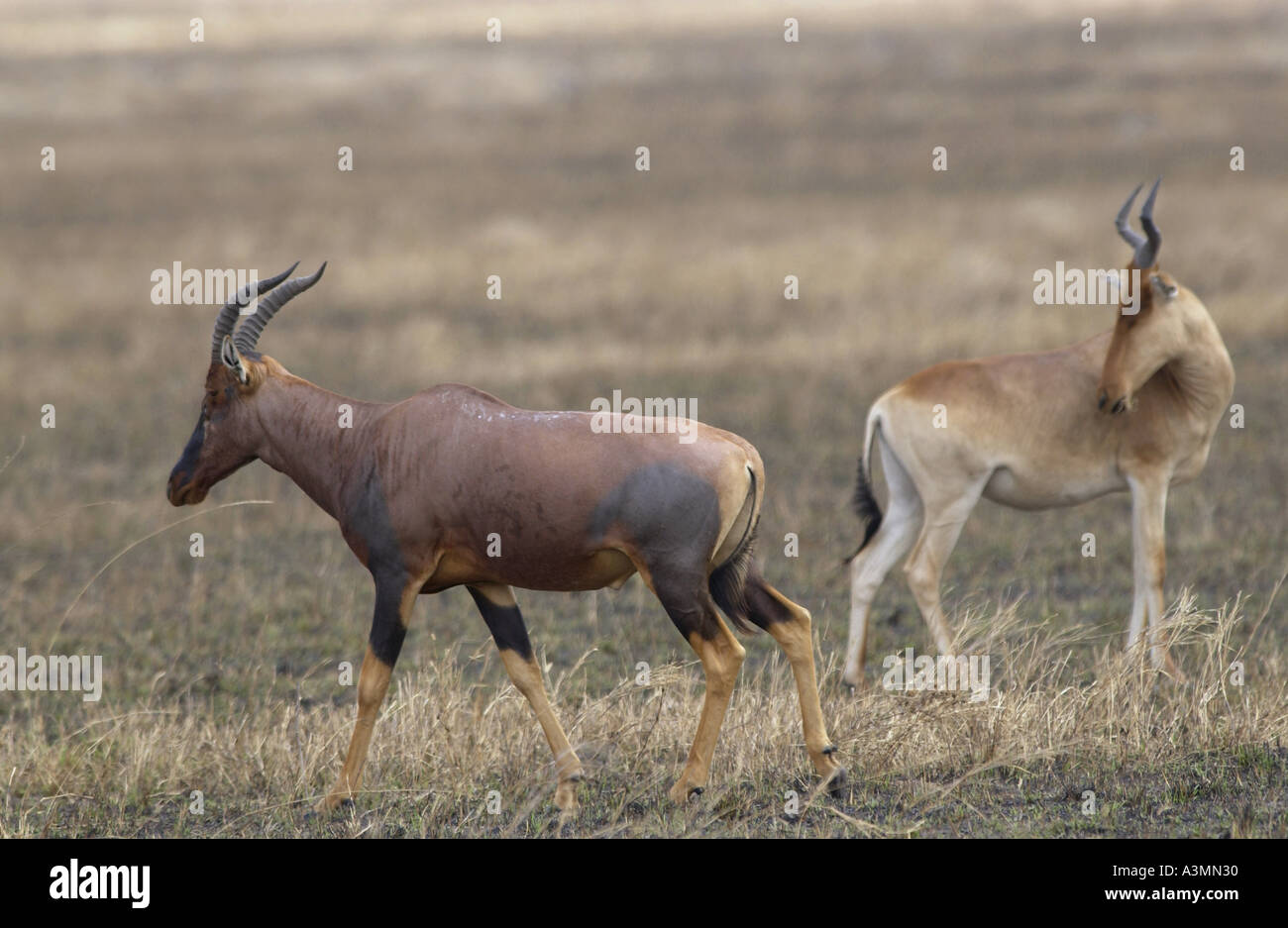 Topi a quitté vu par un Coke Kongoni Bubales s qui est une sous espèce ...