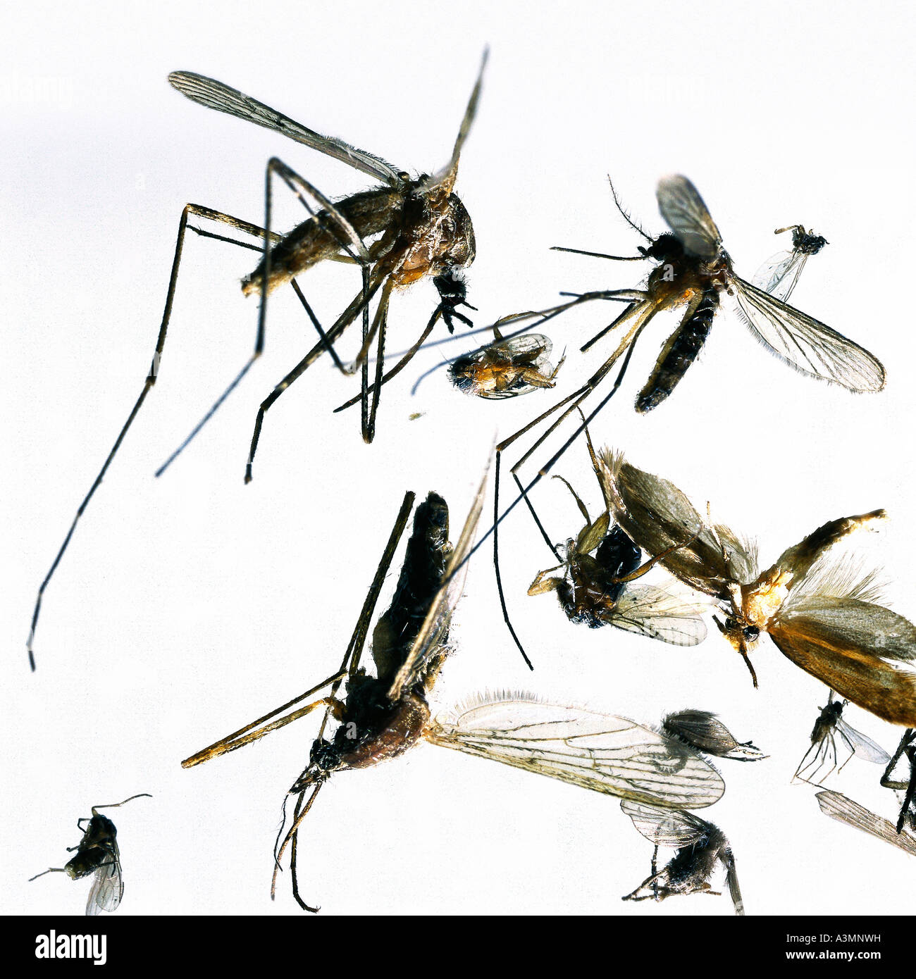 Insectes temps chaud Banque d'images détourées - Alamy