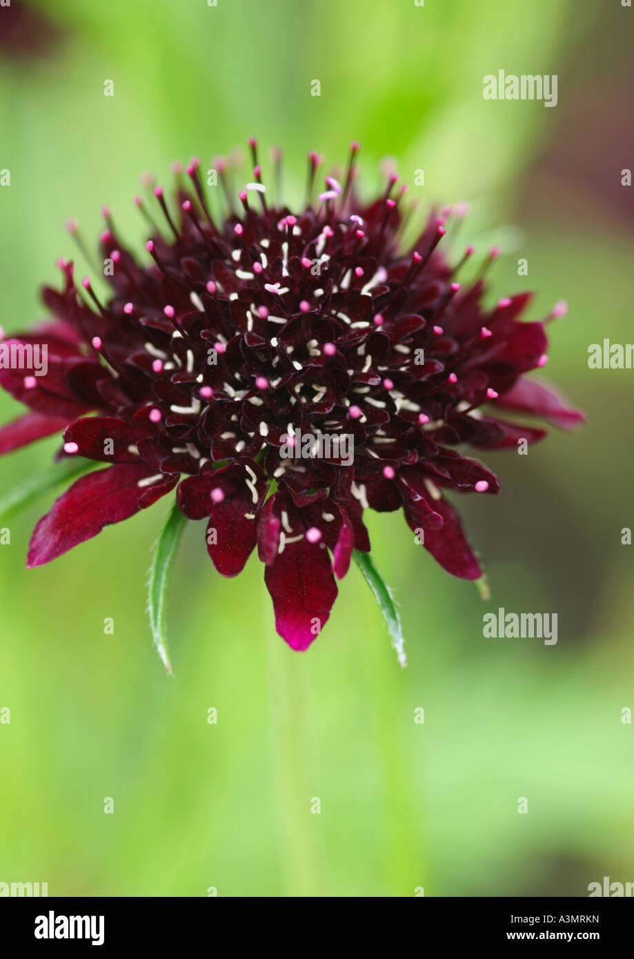 Chili noir Banque de photographies et d’images à haute résolution - Alamy
