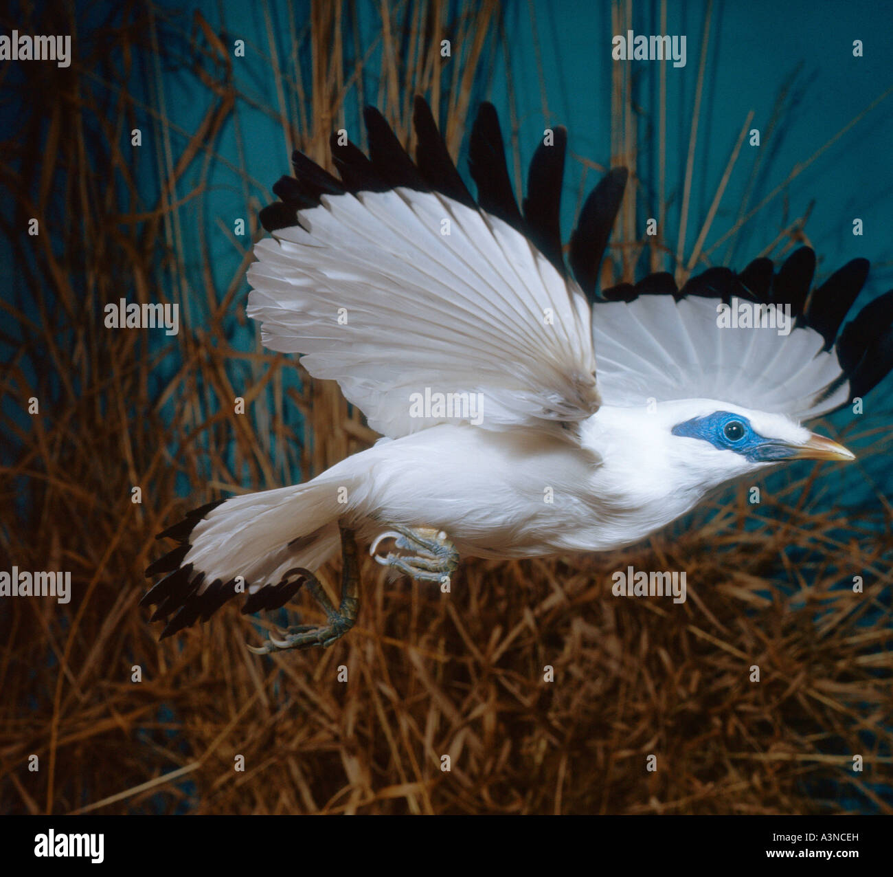 Bali mynah Banque de photographies et d’images à haute résolution - Alamy