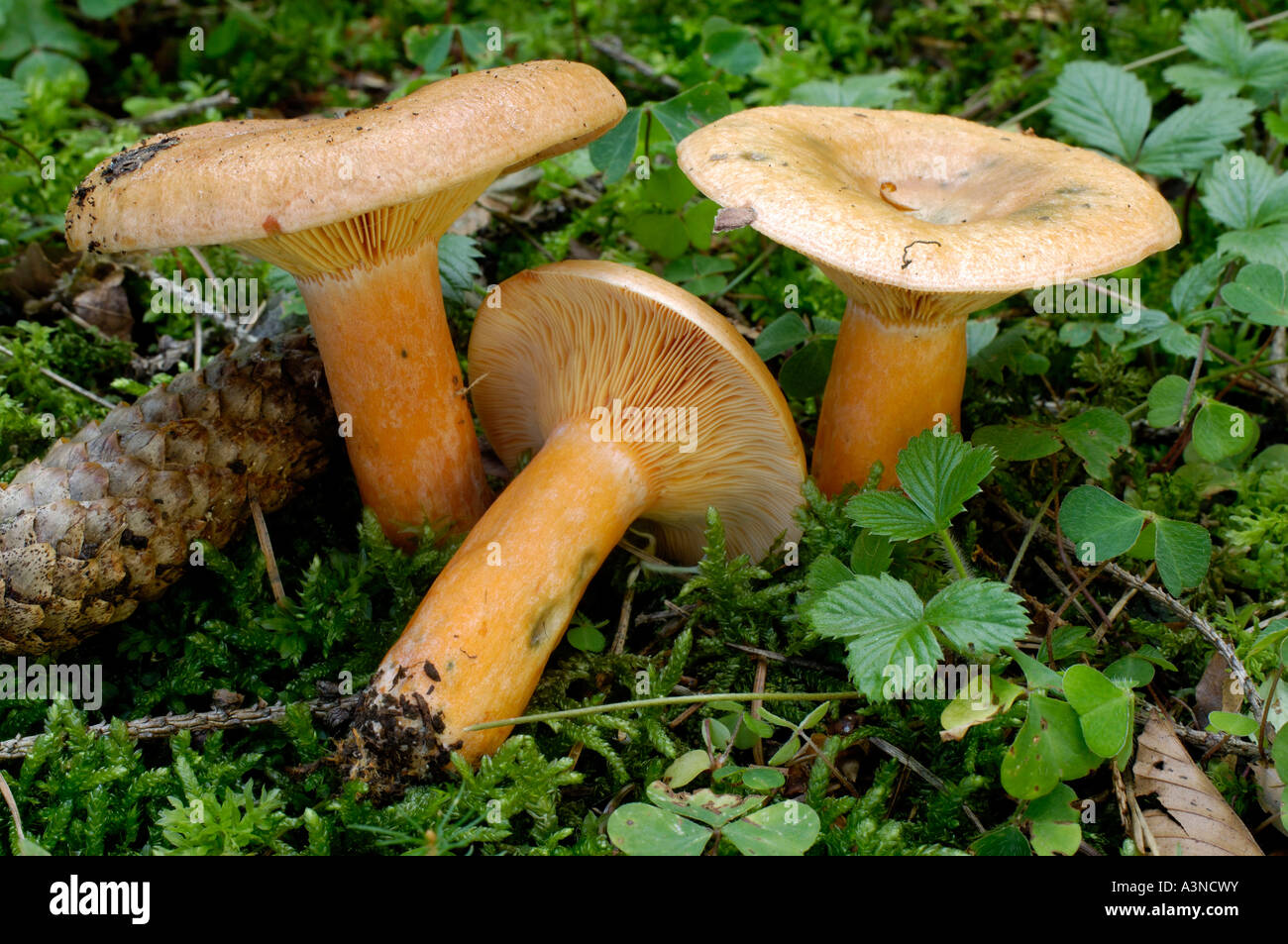 Saffron milkcap Banque de photographies et d’images à haute résolution ...