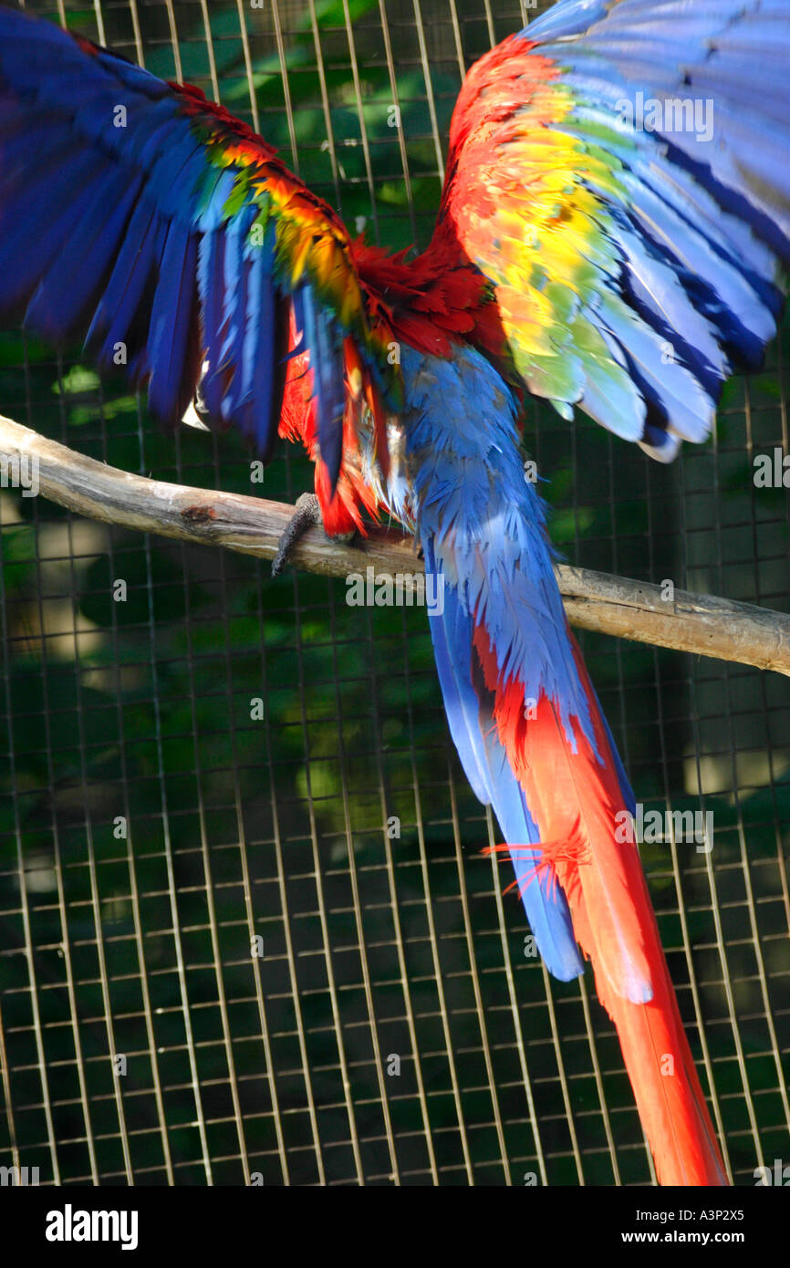 Ailes étendues Banque de photographies et d’images à haute résolution ...