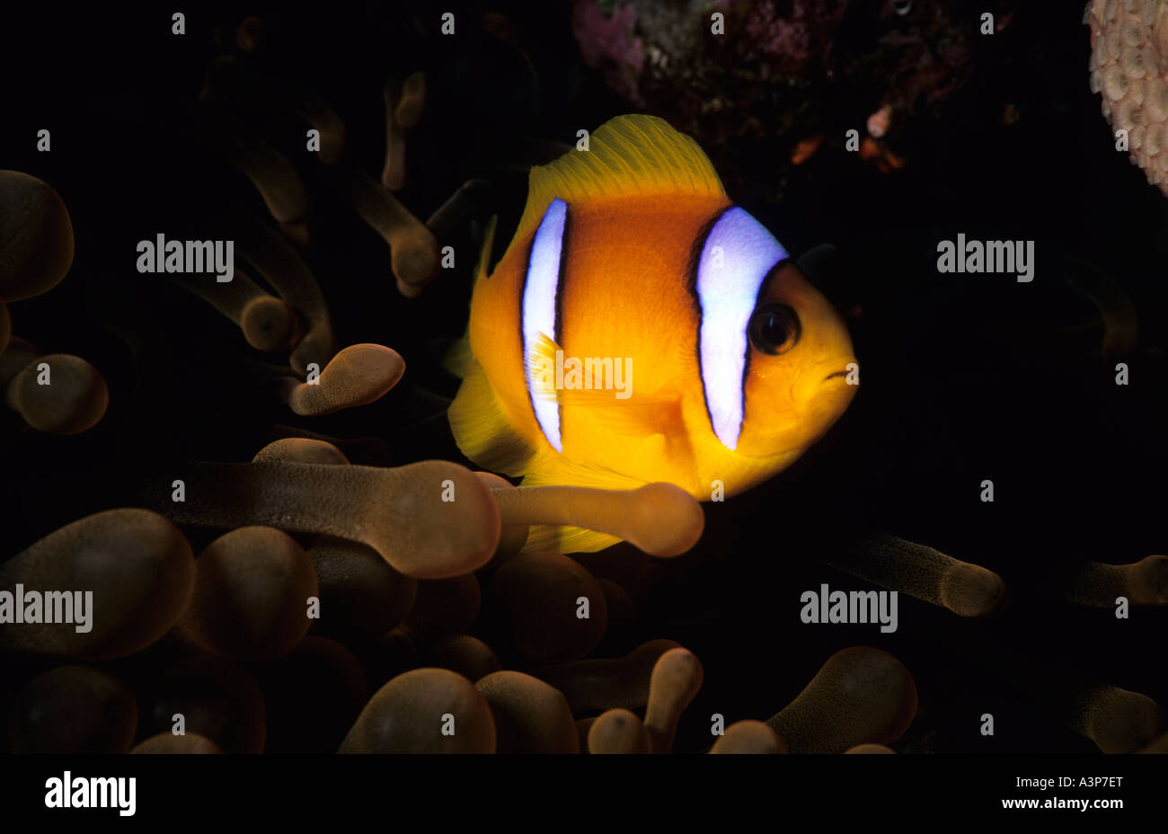 Mer Rouge poissons clowns Amphiprion bicinctus hôte interne anenomes ...