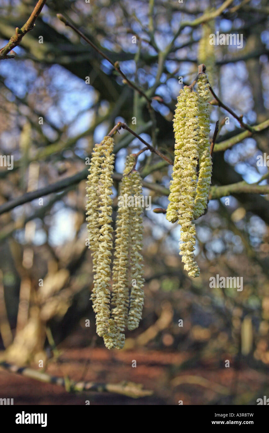 Hazel hedge Banque de photographies et d’images à haute résolution - Alamy