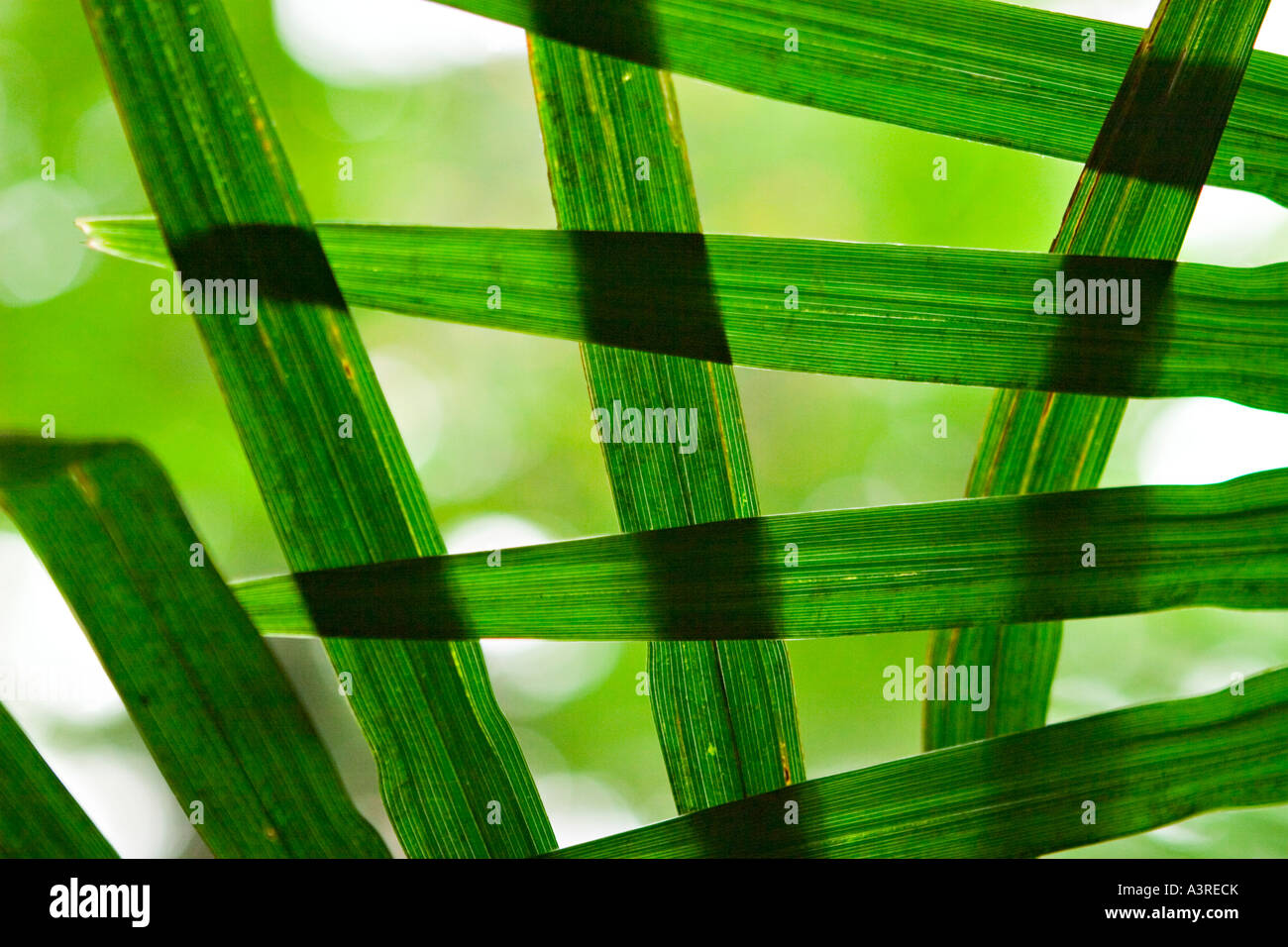 Feuilles De Bambou Banque d'image et photos - Alamy