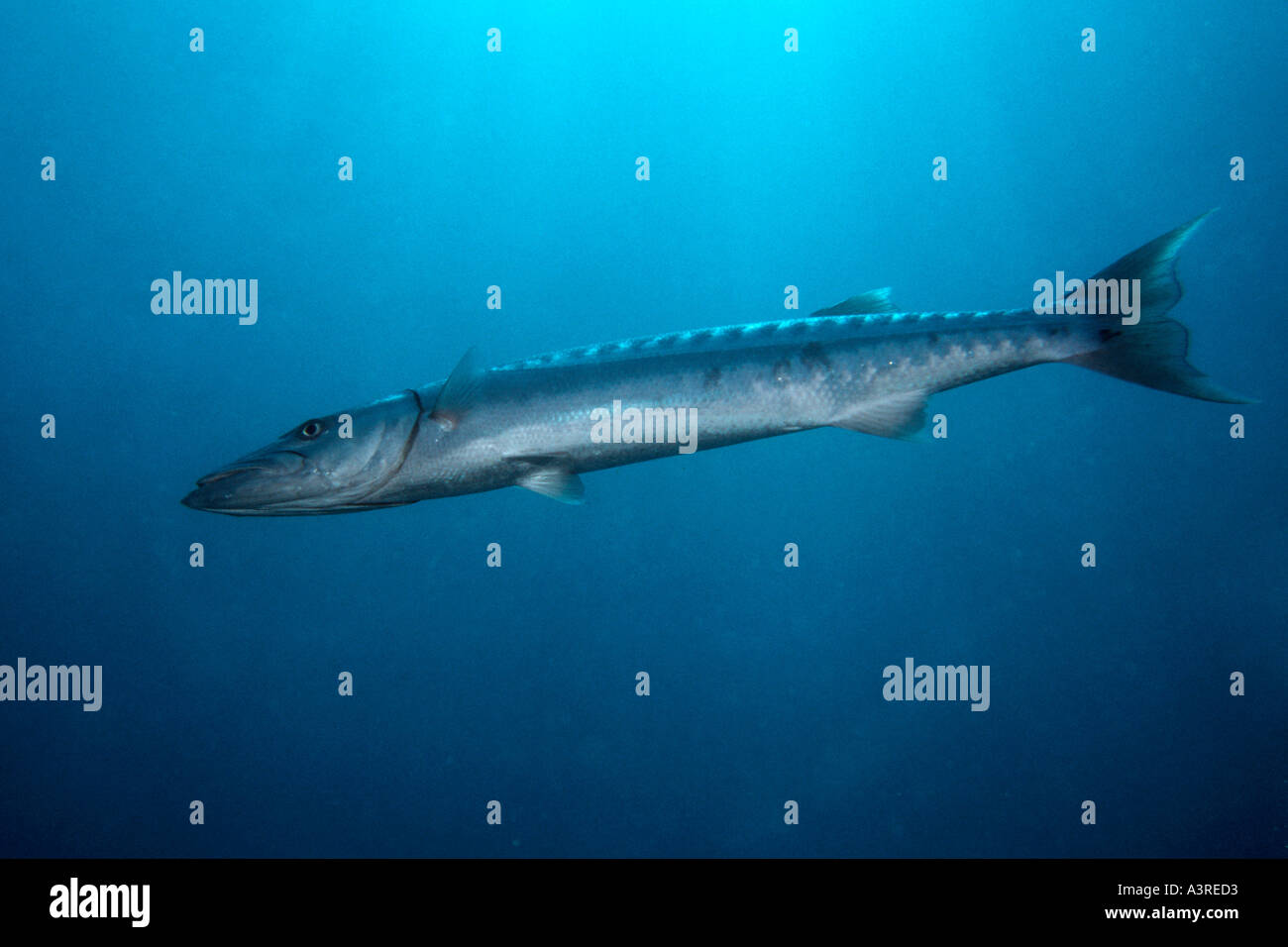 Grand barracuda Sphyraena barracuda Rosalina shipwreck Abrolhos ...