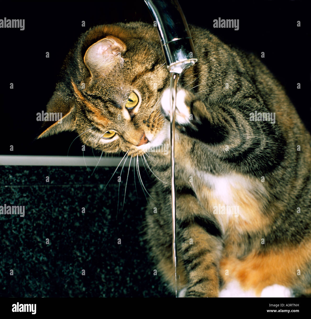 Chat jouant Banque de photographies et d’images à haute résolution - Alamy