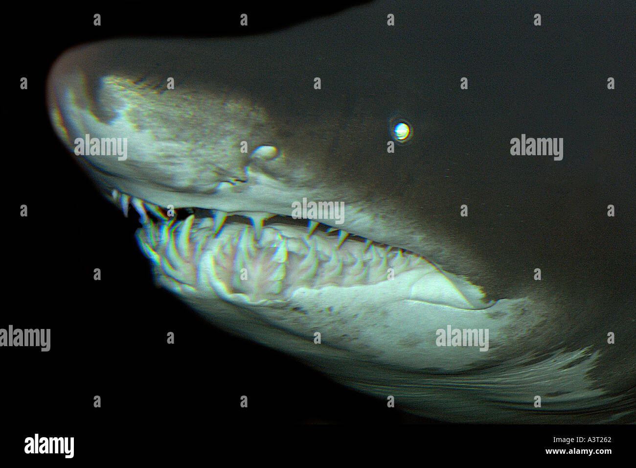 Mâchoire de requin tigre Banque de photographies et d’images à haute ...