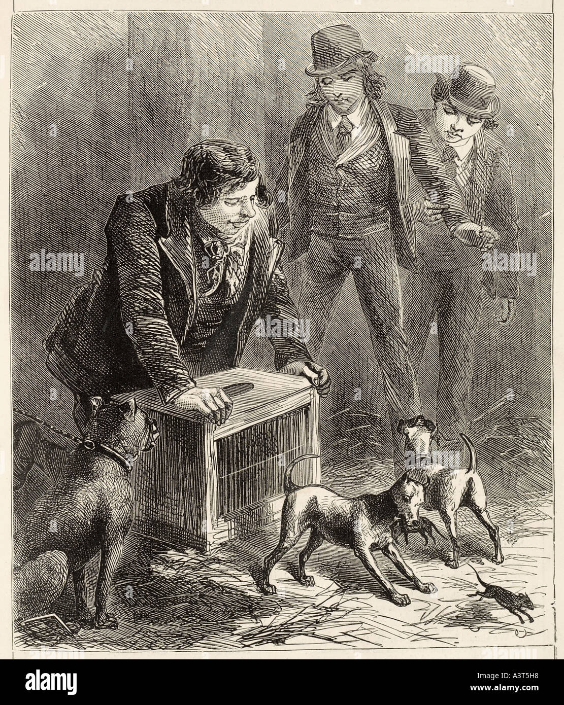 Chasse au rat Banque de photographies et d’images à haute résolution ...