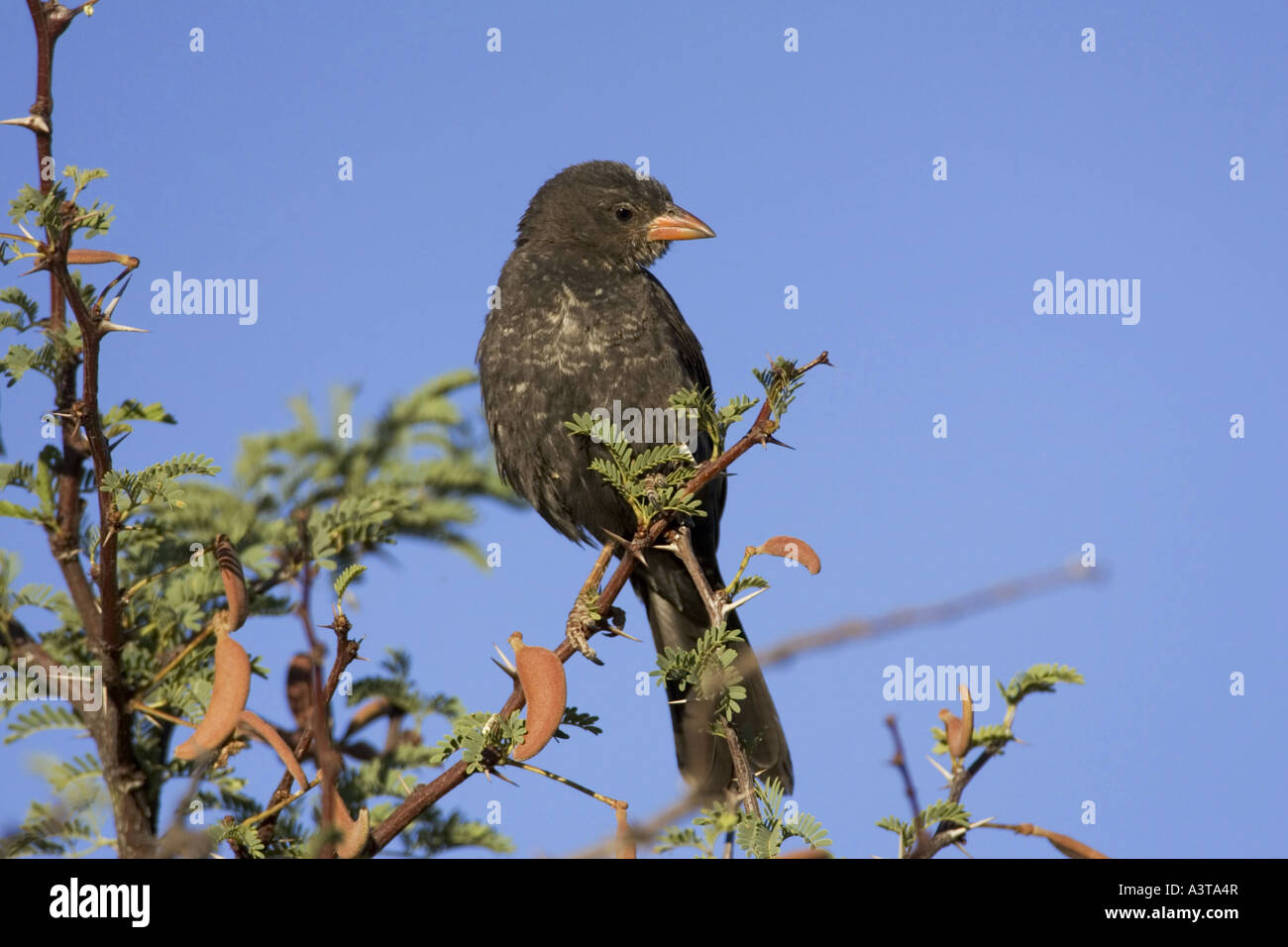 Red billed buffalo weaver Banque de photographies et d’images à haute ...