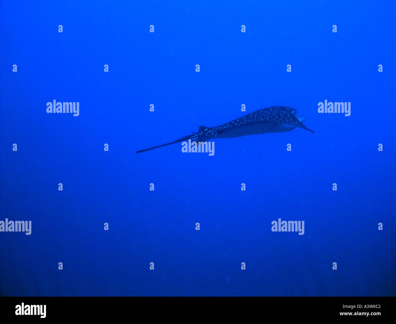 Raie aigle Banque de photographies et d’images à haute résolution - Alamy