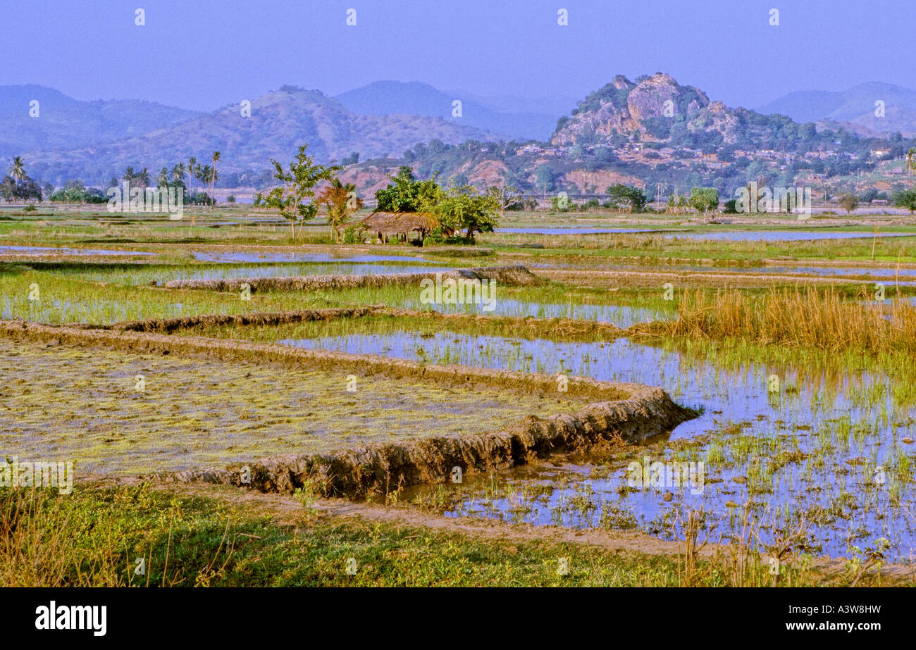 Riz paddie Banque de photographies et d’images à haute résolution - Alamy
