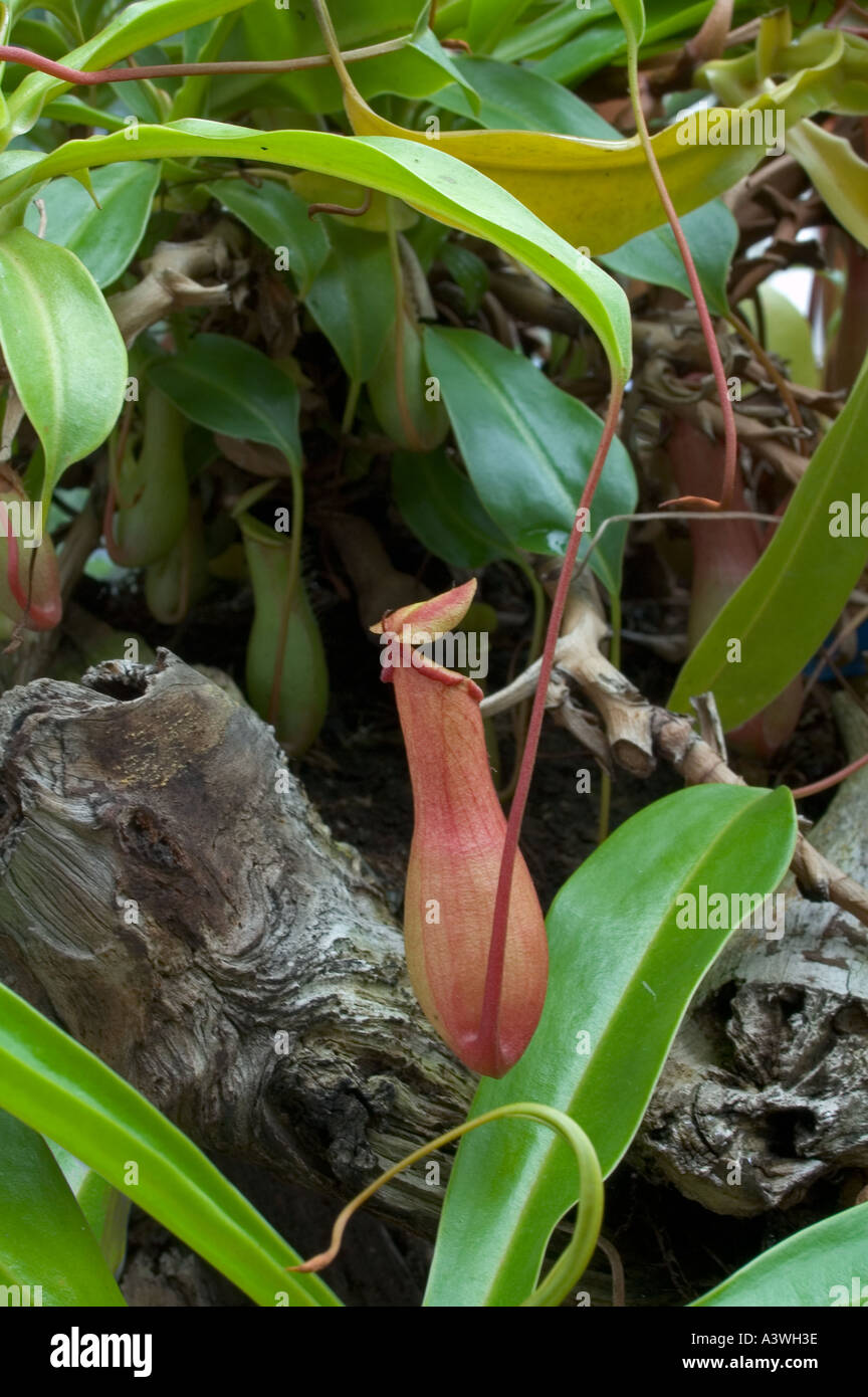 Pichet plante nepenthes coccinea pichet Banque de photographies et d ...