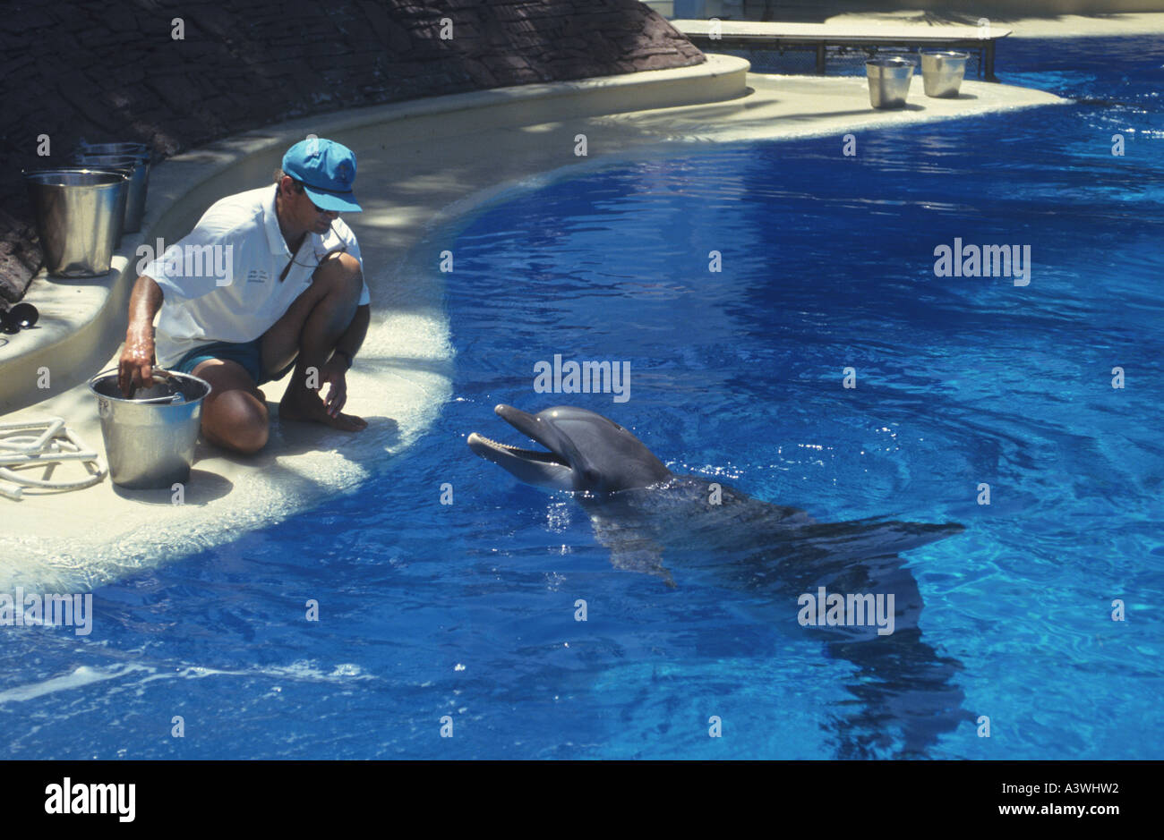 Training captive dolphins Banque de photographies et d’images à haute ...