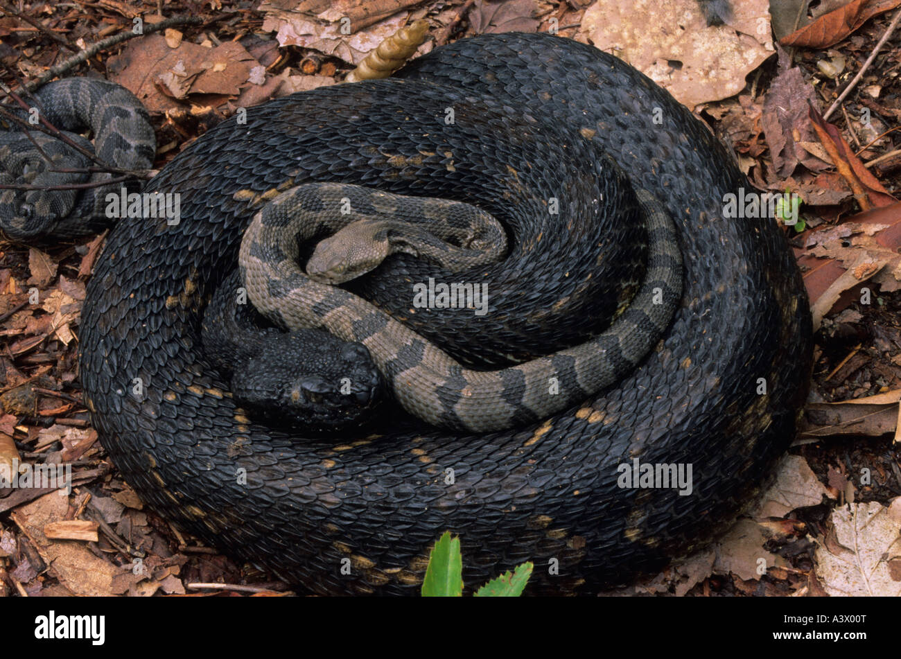 Crotale des bois Crotalus horridus nord-est des États-Unis mère avec ...