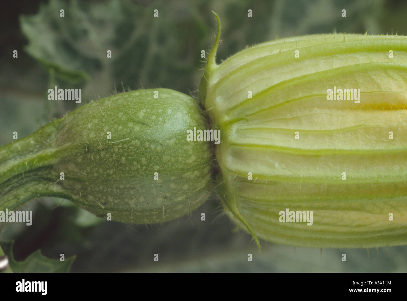 Cucurbita pepo 'De Nice un fruit rond' (courgette) Close up de ...