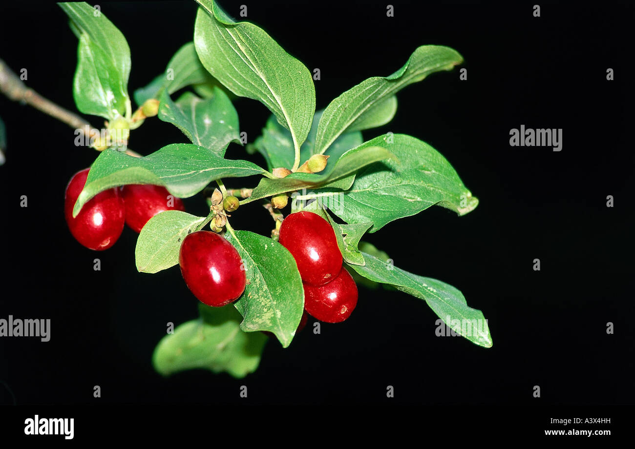 La botanique, le cornouiller (Cornus), Européen, Cornel, (Cornus mas ...