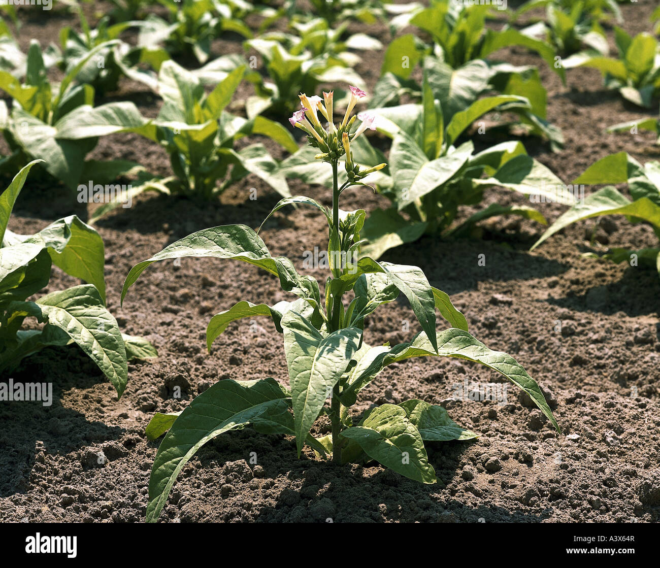 Nicotiana rustica Banque de photographies et d’images à haute ...
