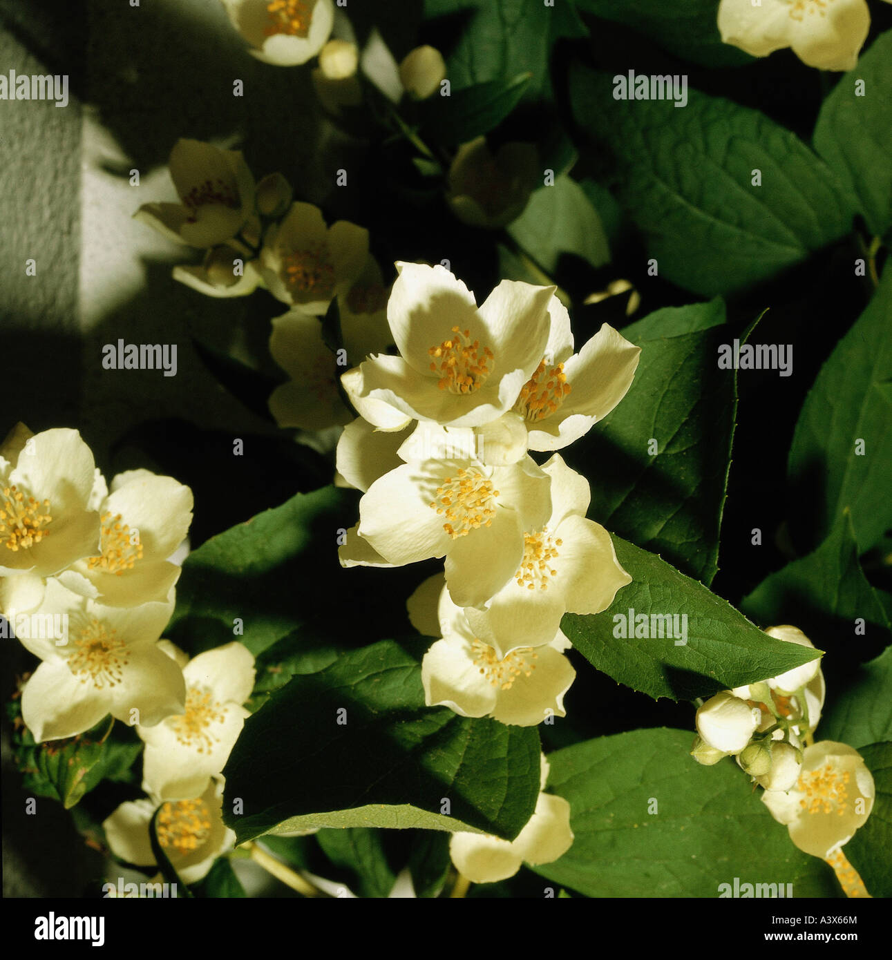 Jasmine jasminum officinale Banque de photographies et d’images à haute ...