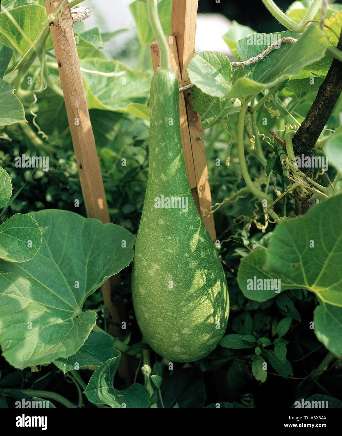 La botanique, Lagenaria siceraria (, calebasse), fruits, bouteille ...