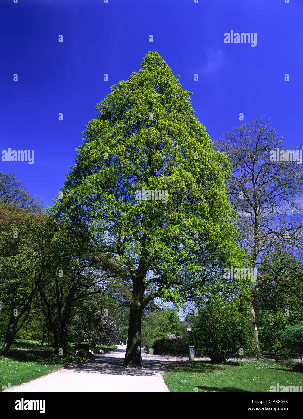 'La botanique, le chêne (Quercus), 'le chêne pédonculé (Quercus robur ...