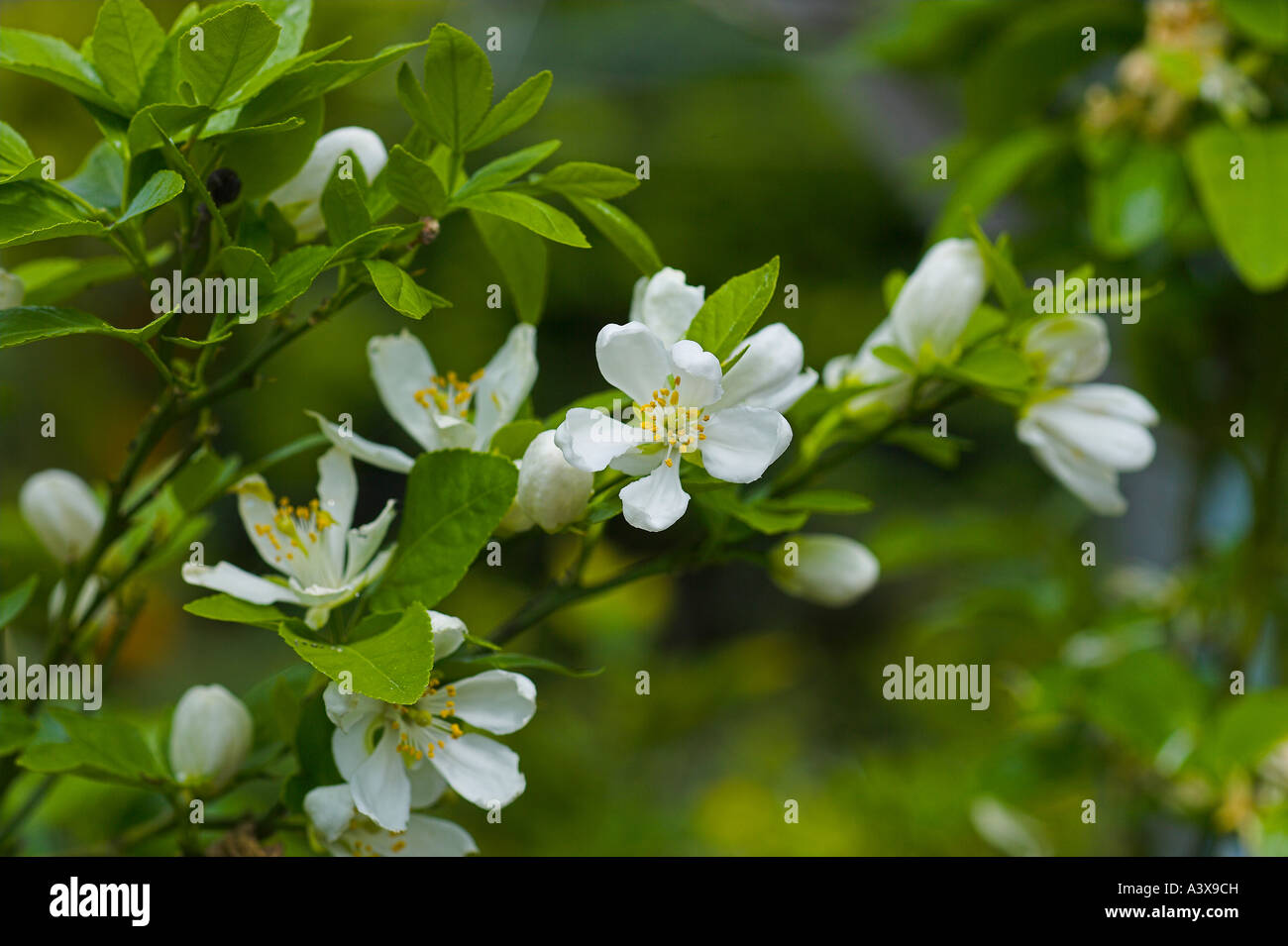 Poncirus trifoliata x Citrus sinensis Citrange Carrizo les fleurs et ...