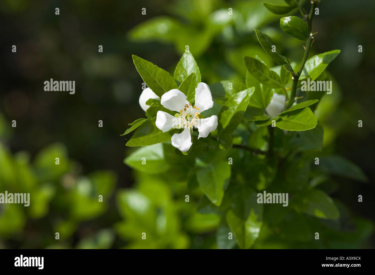 Poncirus trifoliata x Citrus sinensis Citrange Carrizo les fleurs et ...