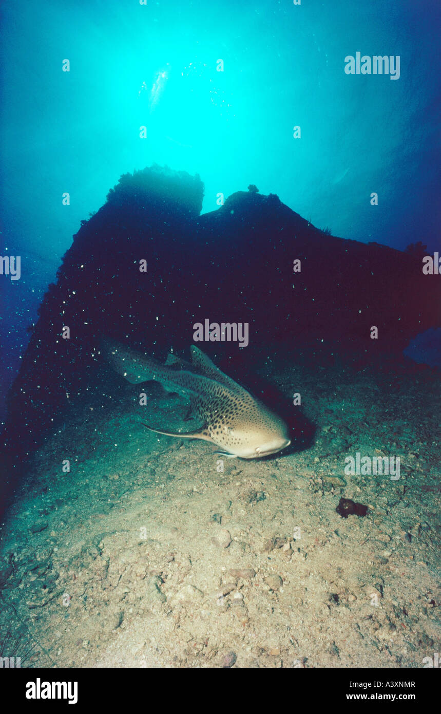 Zebra shark stegostoma fasciatum Banque de photographies et d’images à ...