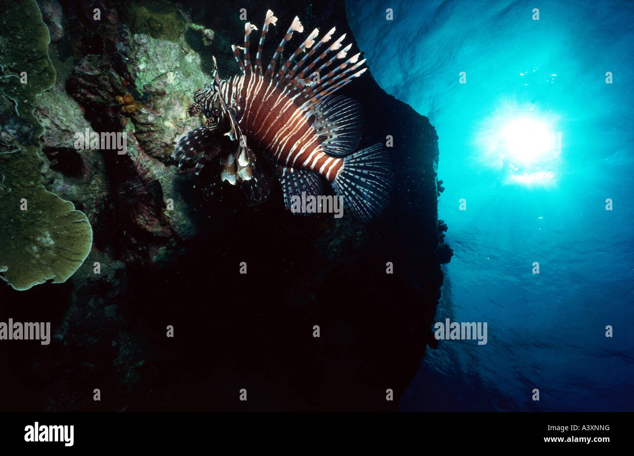 Zoologie / animaux, poissons, requins, requin baleine (Rhincodon typus ...