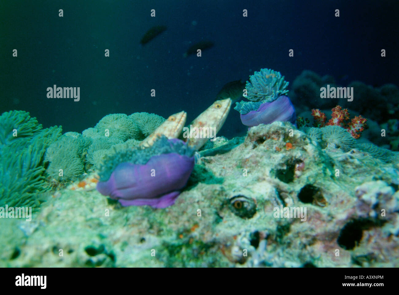 Fish anim Banque de photographies et d’images à haute résolution - Alamy