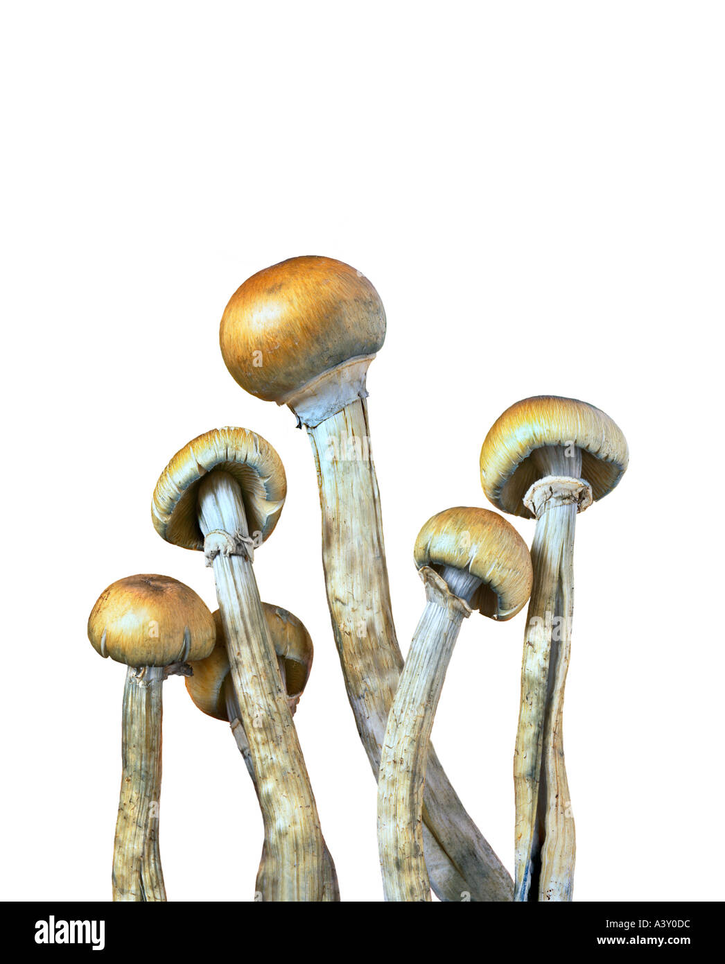 Psilocybe cubensis Banque de photographies et d’images à haute ...
