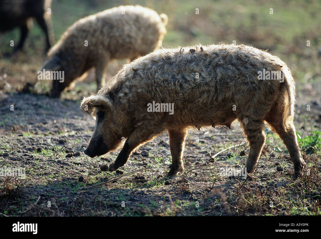 Cochon deux cochons Banque de photographies et d’images à haute ...