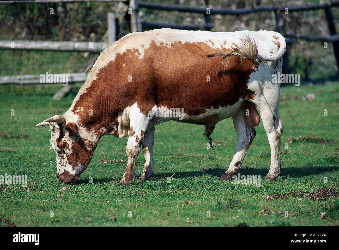 Telemark cattle Banque de photographies et d’images à haute résolution ...