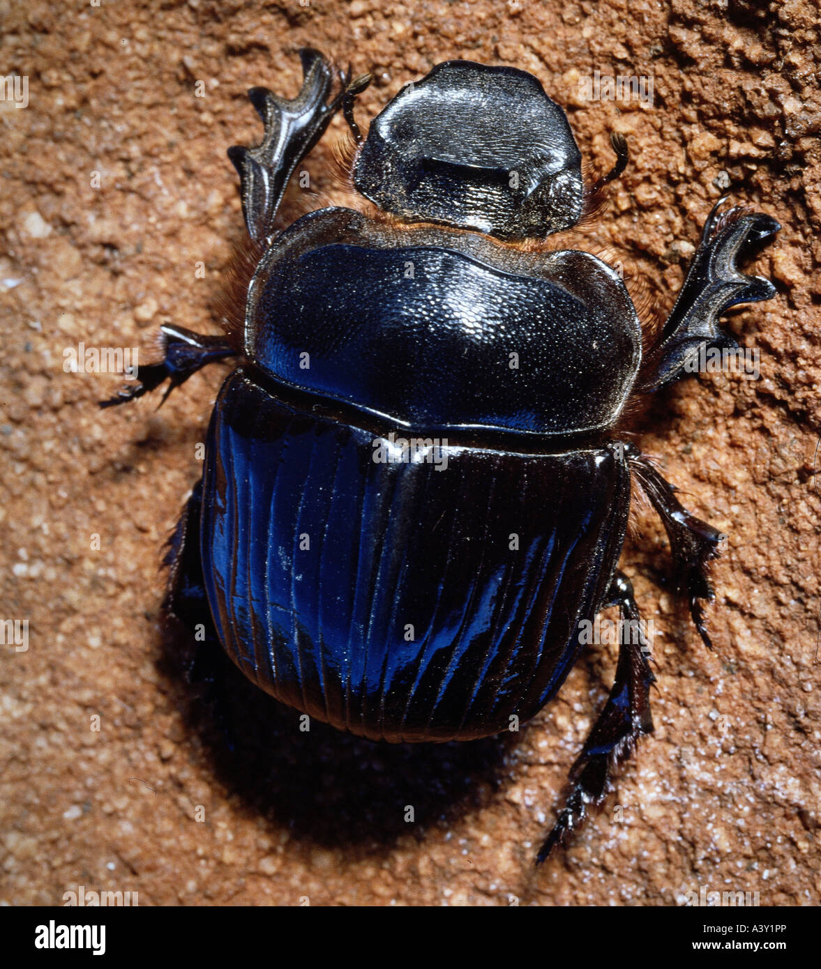 Egyptian scarab scarabaeus Banque de photographies et d’images à haute ...