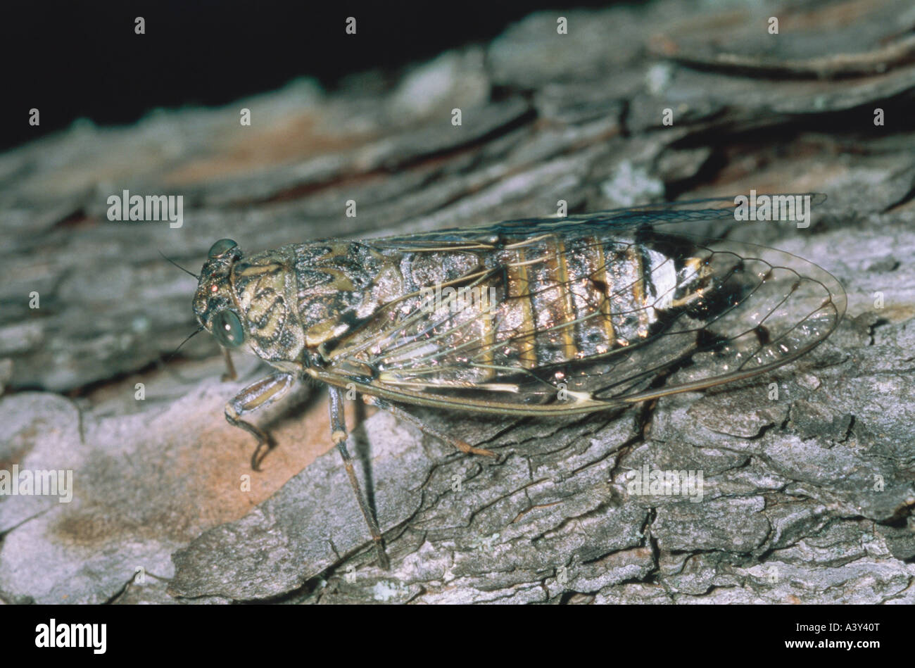 Cigale provence Banque de photographies et d’images à haute résolution ...