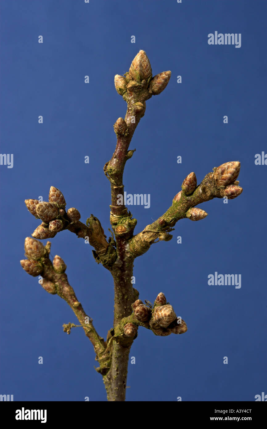 Le chêne commun, le chêne pédonculé, chêne pédonculé (Quercus robur ...