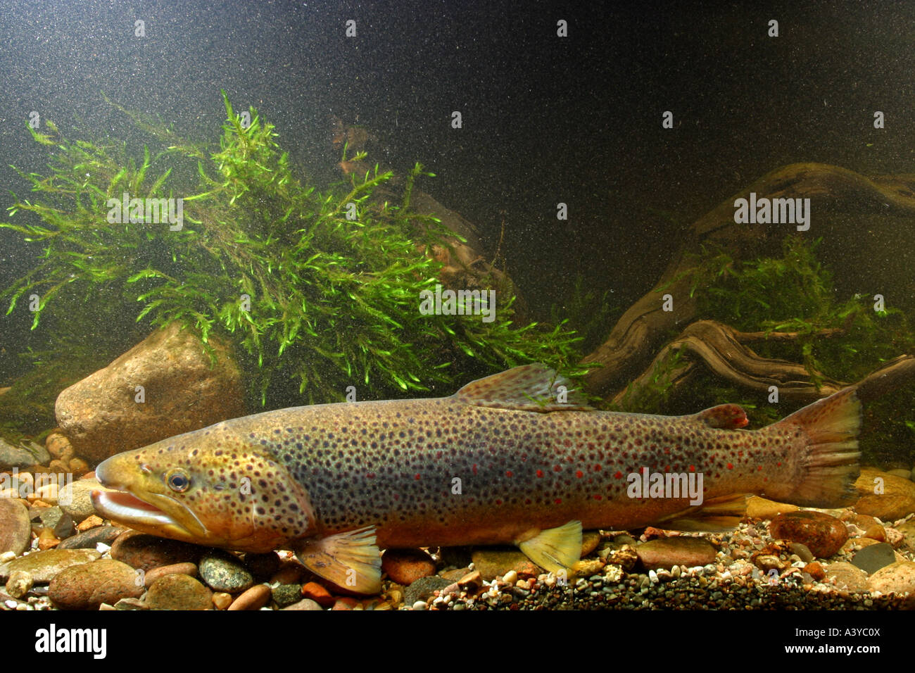 Truite de mer salmo trutta trutta Banque de photographies et d’images à ...