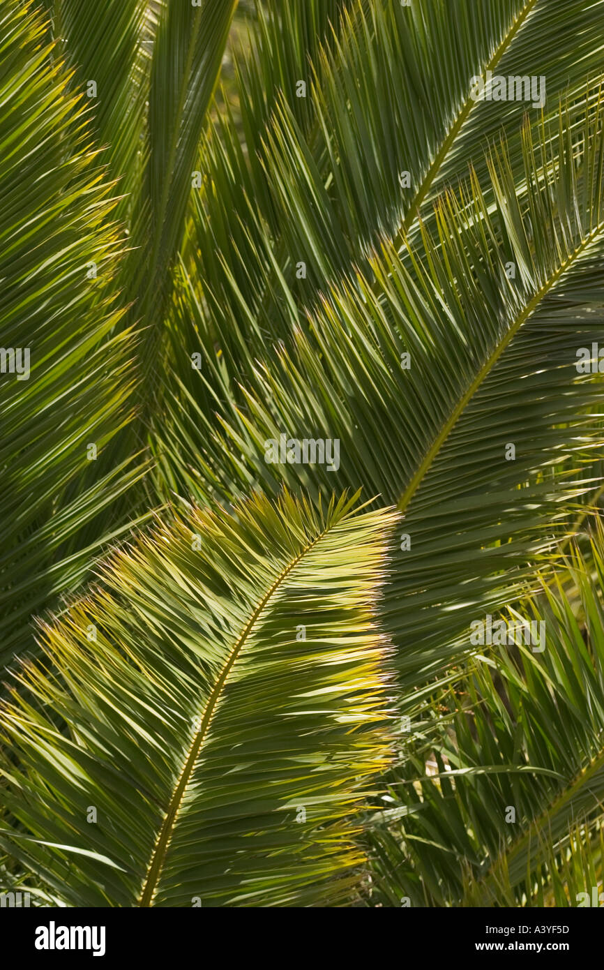 Phoenix canariensis gros plan Banque de photographies et d’images à ...
