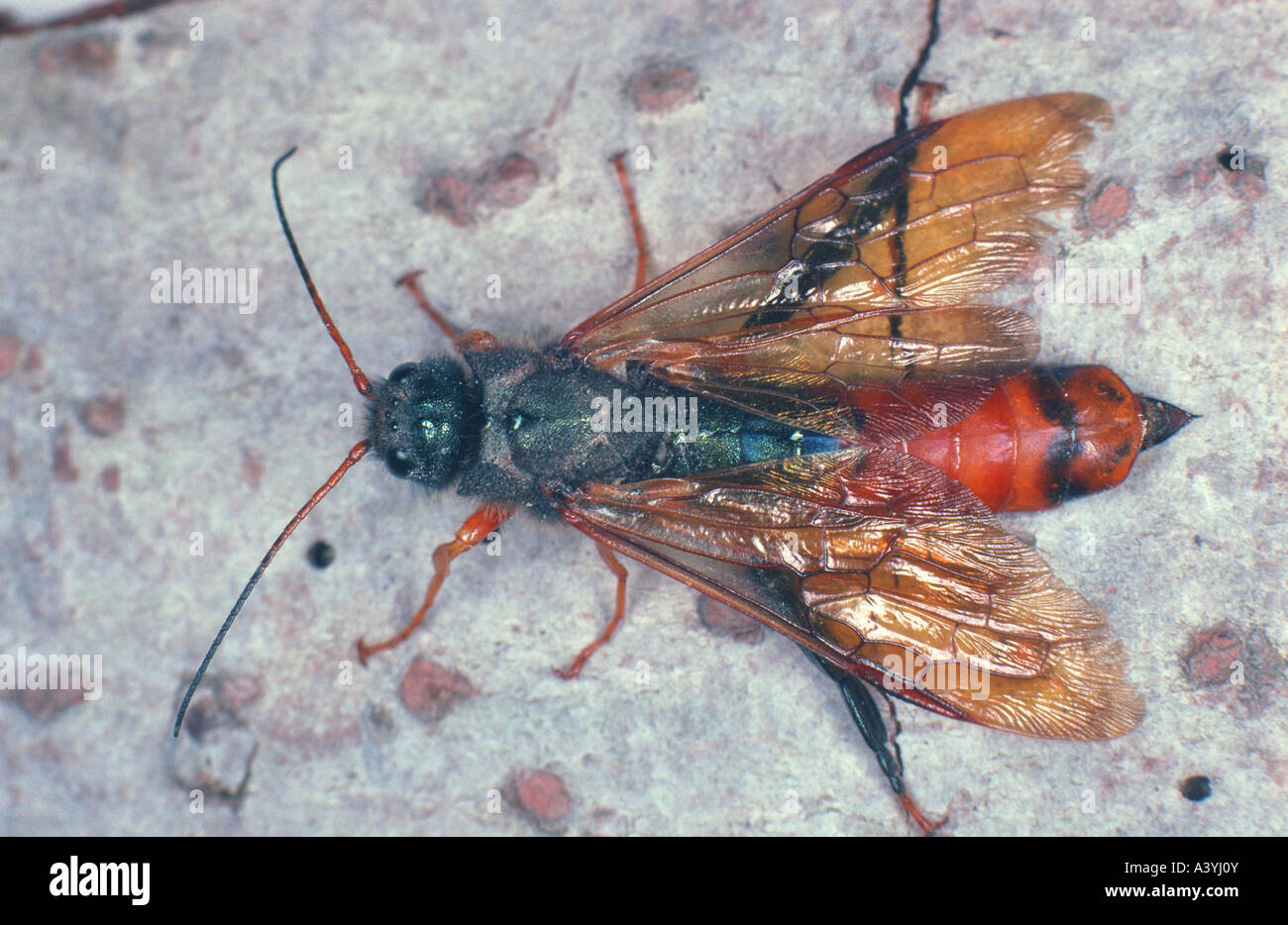 Sirex juvencus Banque de photographies et d’images à haute résolution ...