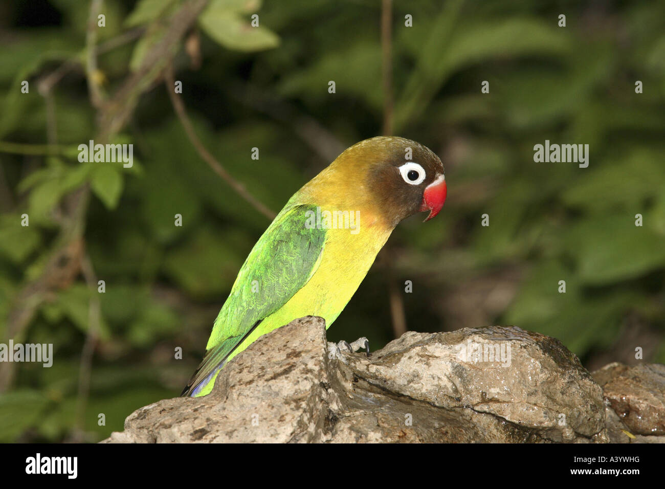 Agapornis personata Banque de photographies et d’images à haute ...