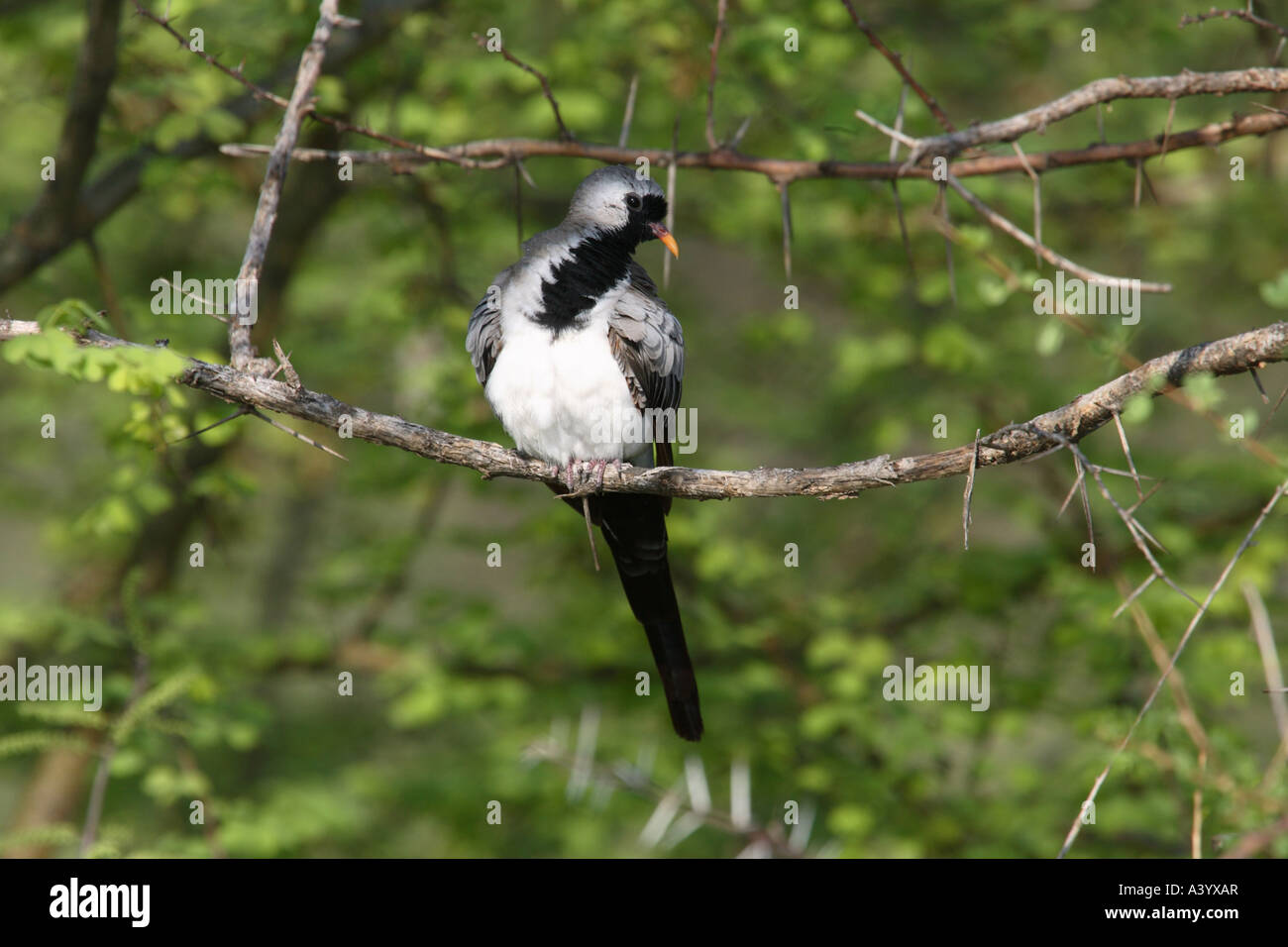Oena capensis capensis Banque de photographies et d’images à haute ...