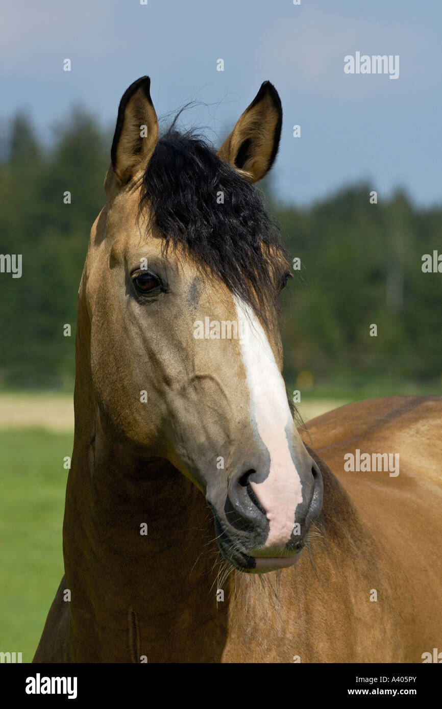 Etalon chevaux Banque de photographies et d’images à haute résolution ...