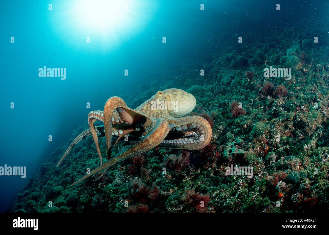 Oktopus vulgaris Banque de photographies et d’images à haute résolution ...