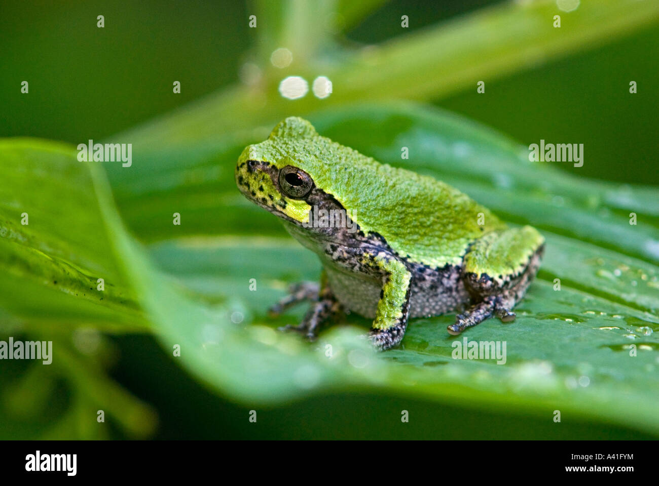 Rainette grise orientale hyla versicolor Banque de photographies et d ...